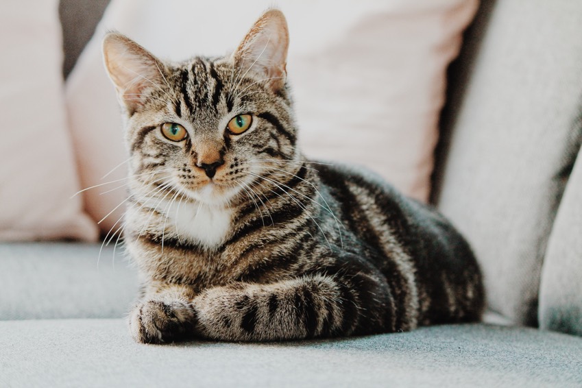 10 Things You Should Know Before Adopting a Cat | pawsr blog 10 Things You Should Know Before Adopting a Cat | pawsr blog